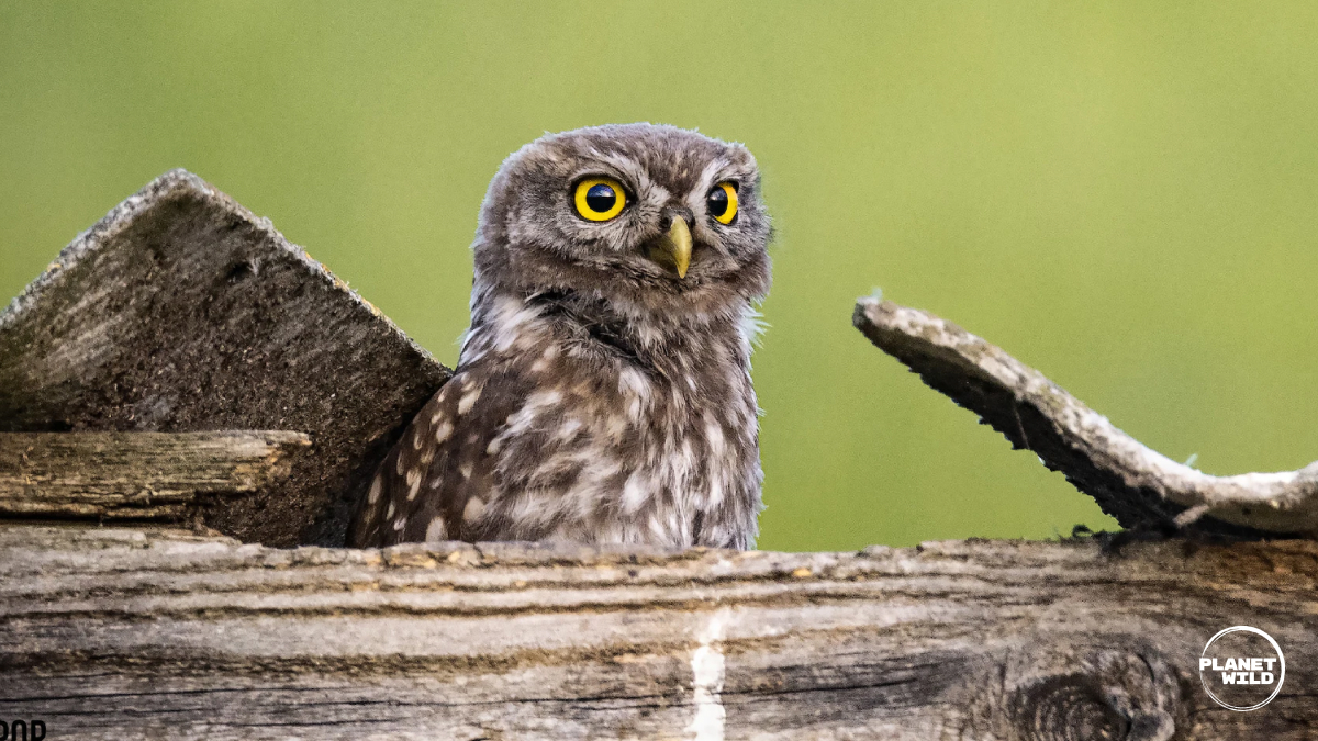 The Little Owl: Europe’s Most Adorable Bird · Planet Wild